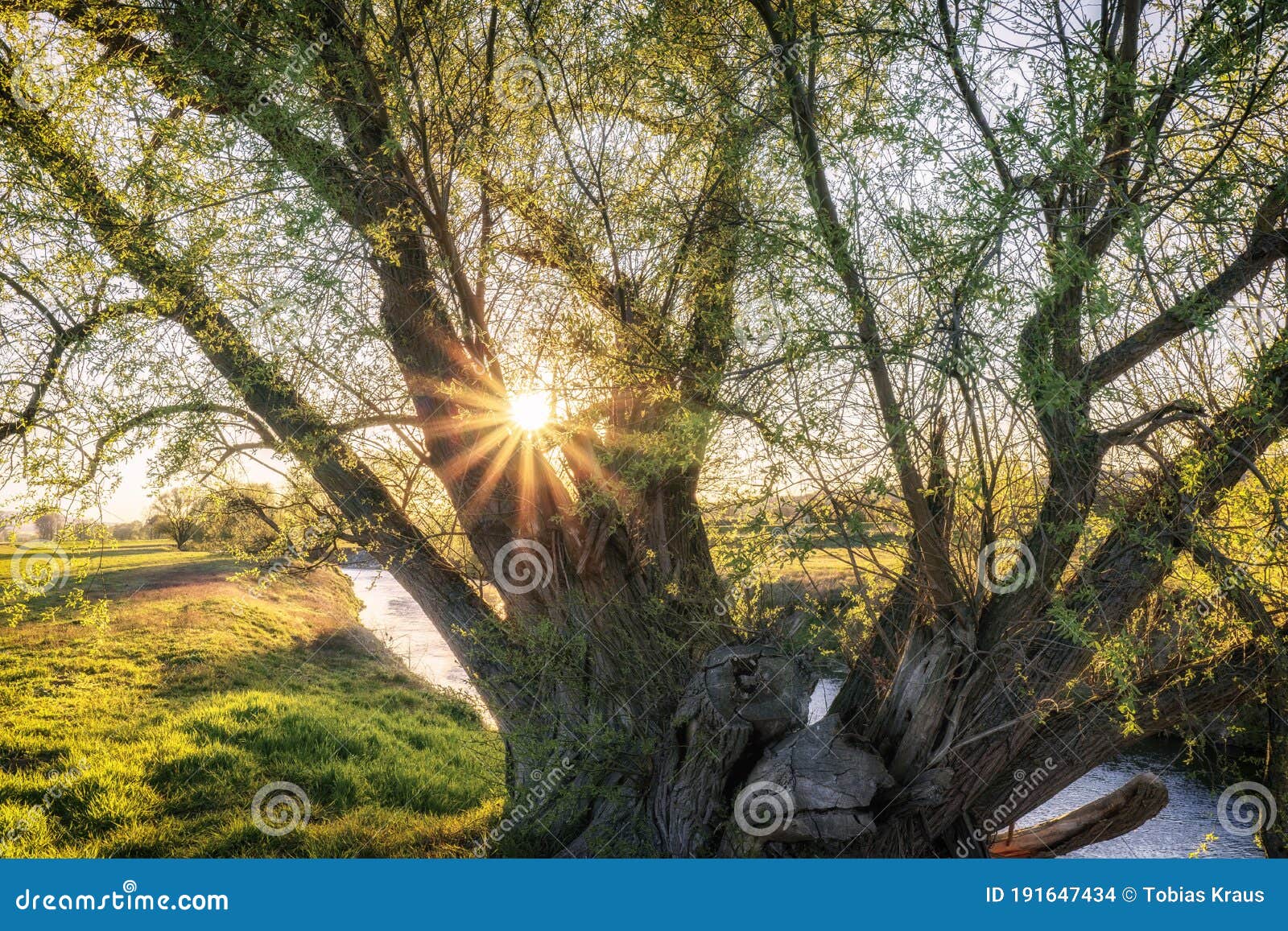 Sun Rays Penetrate a Tree on a Small River Stock Photo - Image of ...