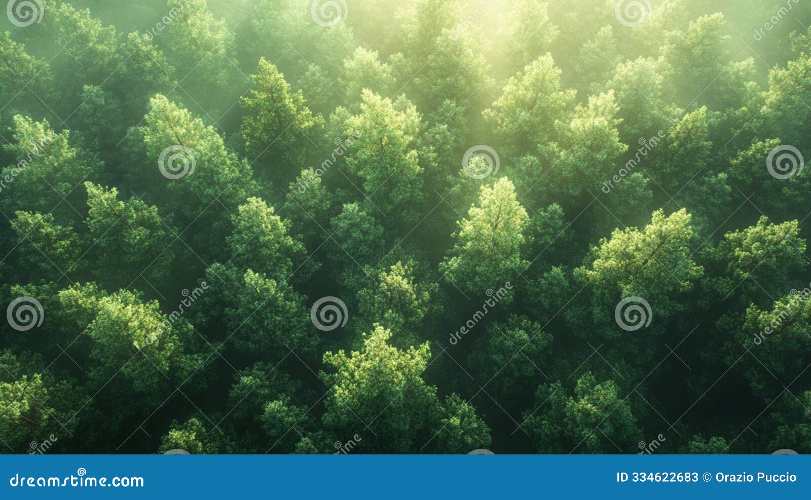 Sun Rays Penetrating Through Dense Cedar Tree Canopy - Aerial ...