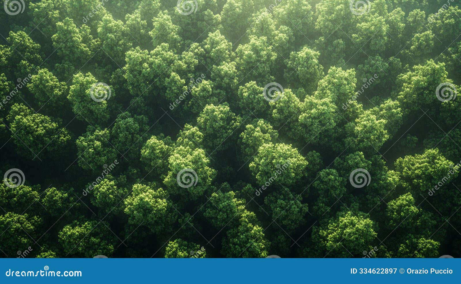 Sun Rays Penetrating Through Dense Cedar Tree Canopy - Aerial ...