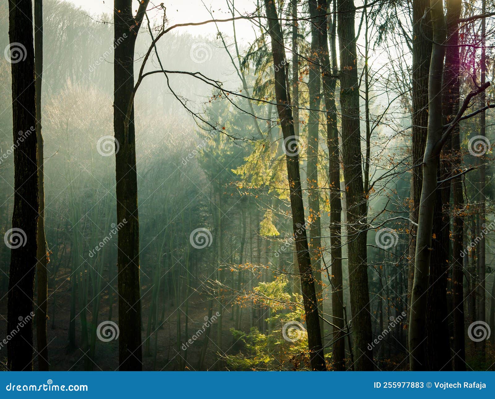 Sun Rays Penetrating the Fog through the Trees in the Forest Stock ...
