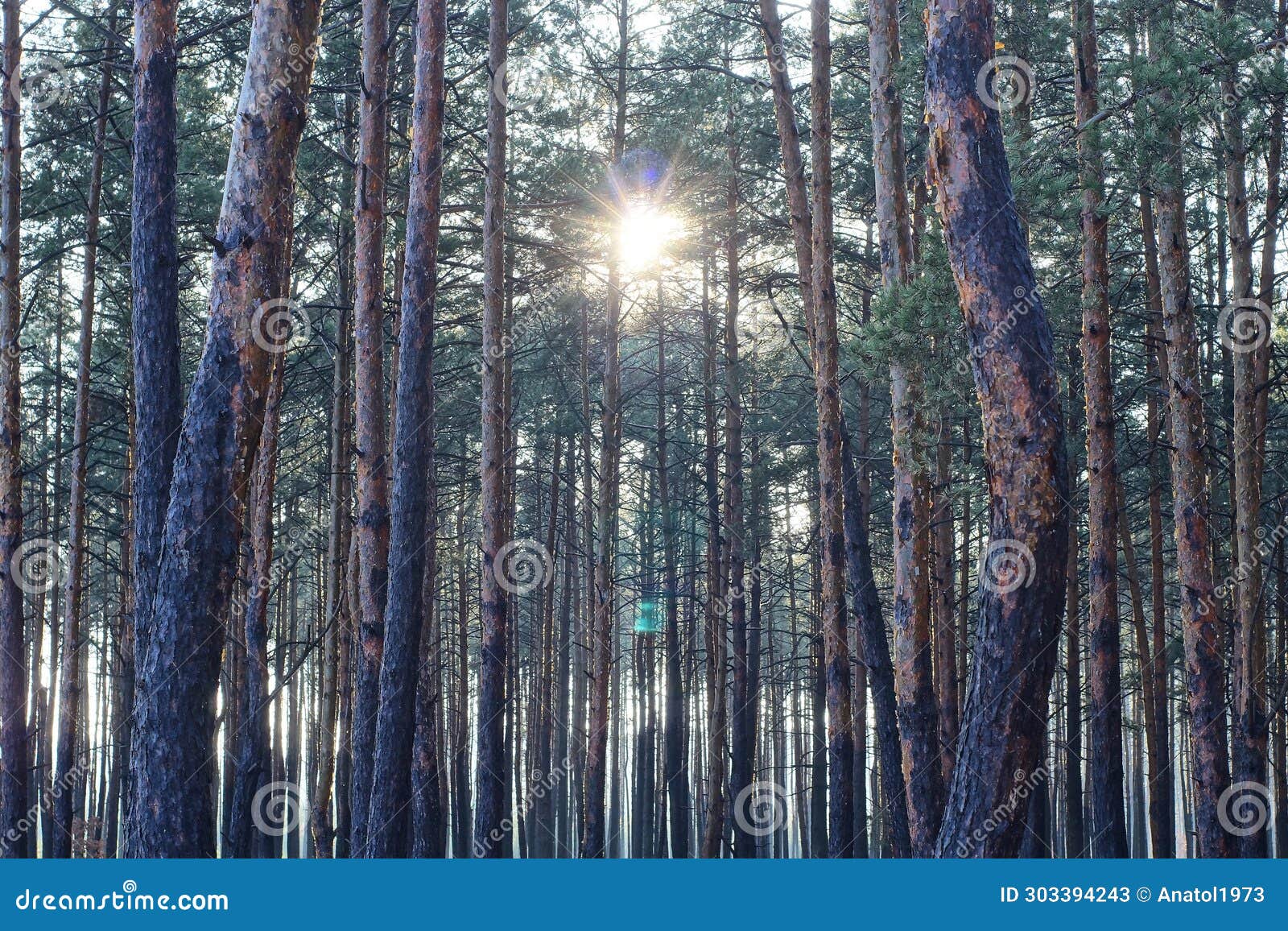 Sun rays among pine trees stock image. Image of park - 303394243