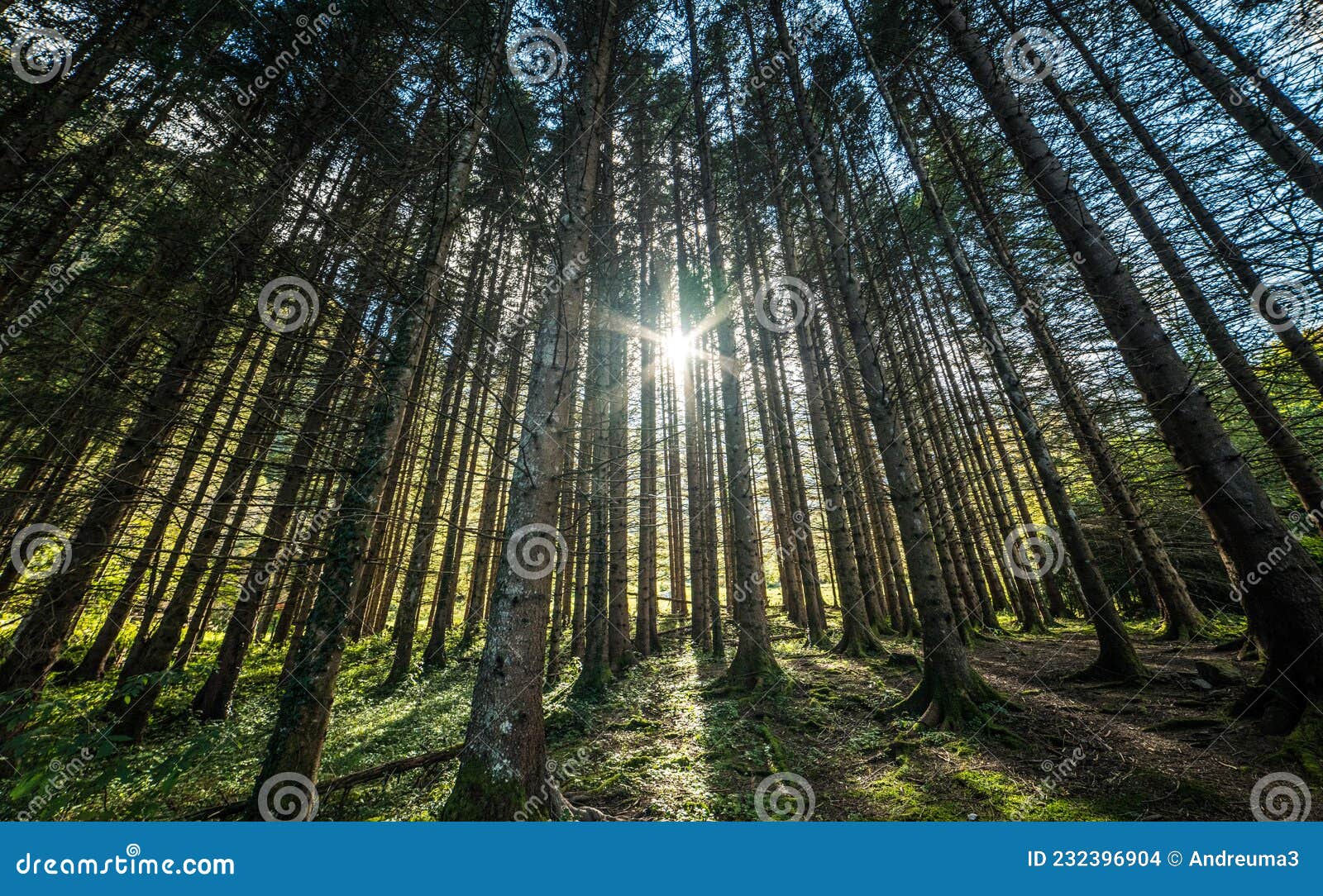 Sun Rays an Shadows in the Forest Stock Photo - Image of landscape ...
