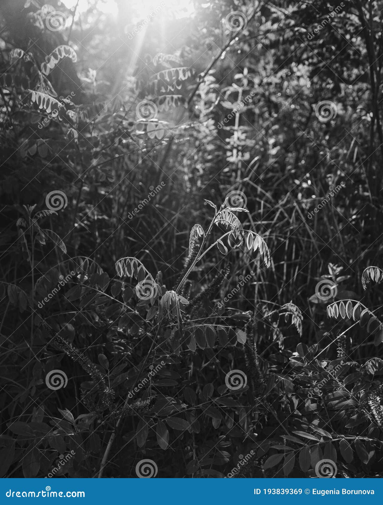 Sun rays, plants, sunlight stock image. Image of sunlight - 193839369