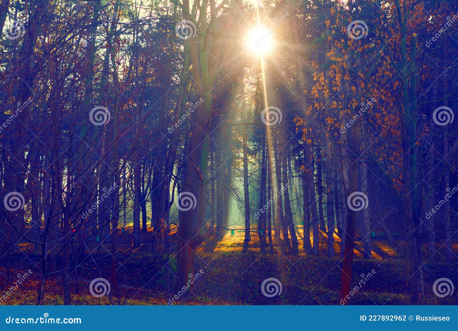 Sun Rays Pouring through Trees Stock Photo - Image of natural, fantasy ...