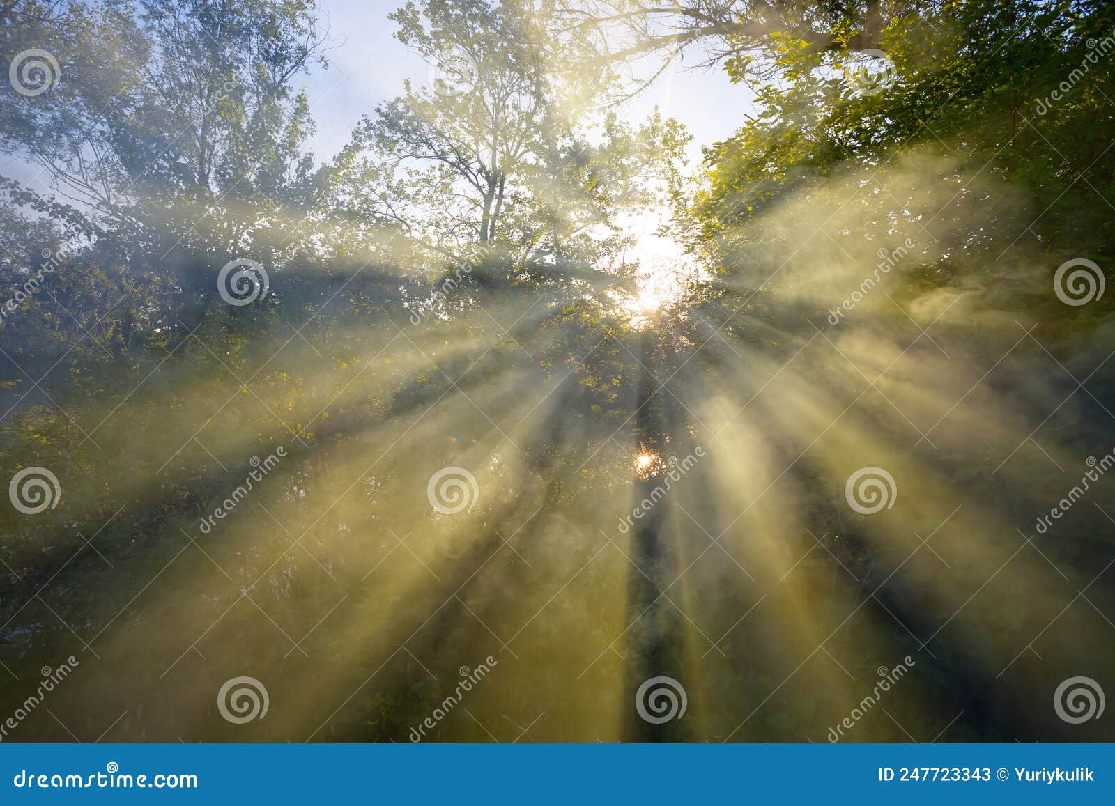 Sun Rays Push through the Tree Leaves Stock Image - Image of rays ...