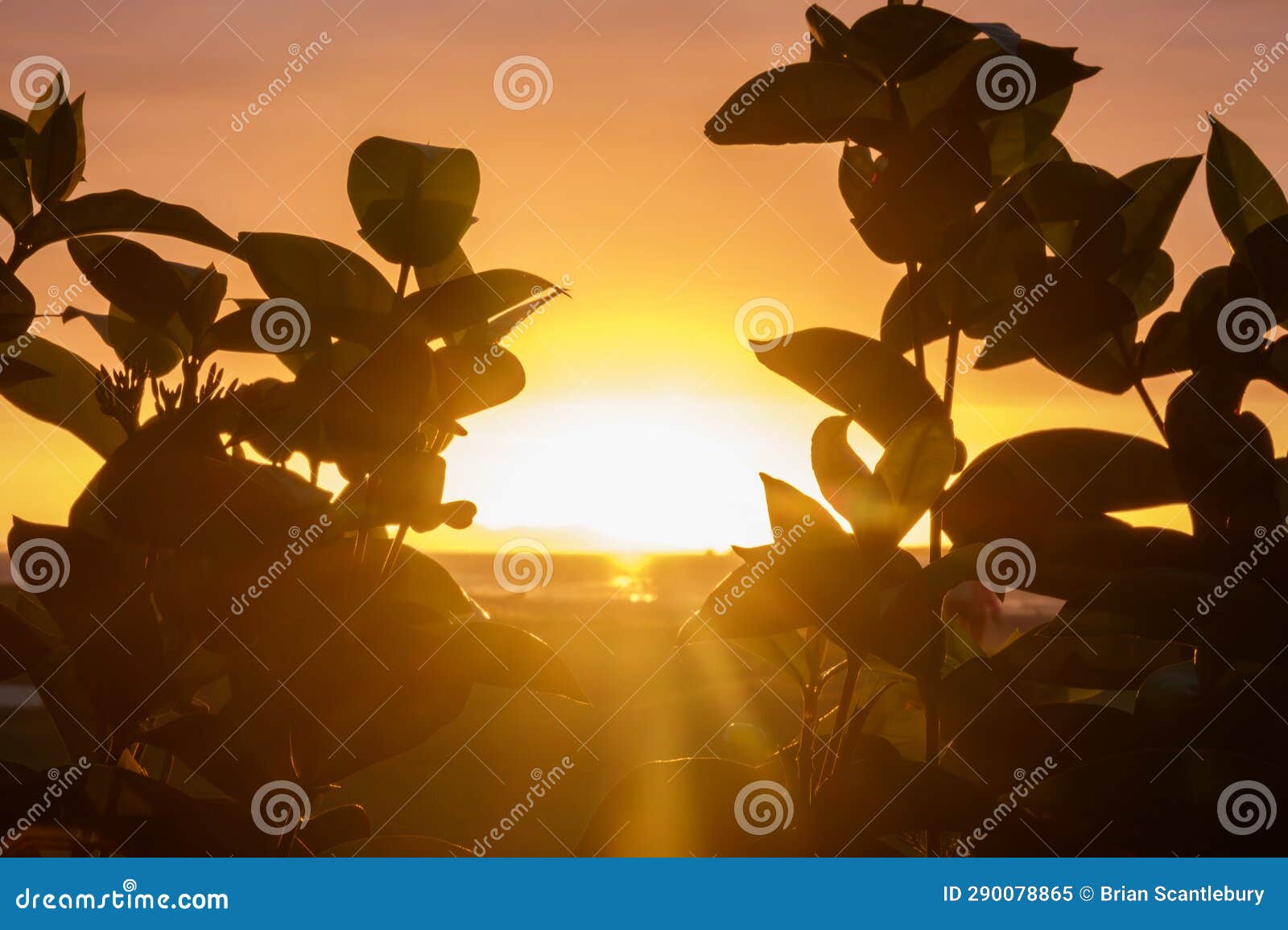 Sun Rays from Rising Sun on Horizon through Near Foliage Stock Image ...