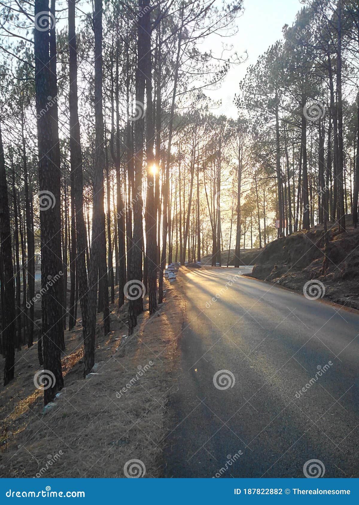 Sun Rays on a Road through a Pine Forest Stock Photo - Image of lonely ...