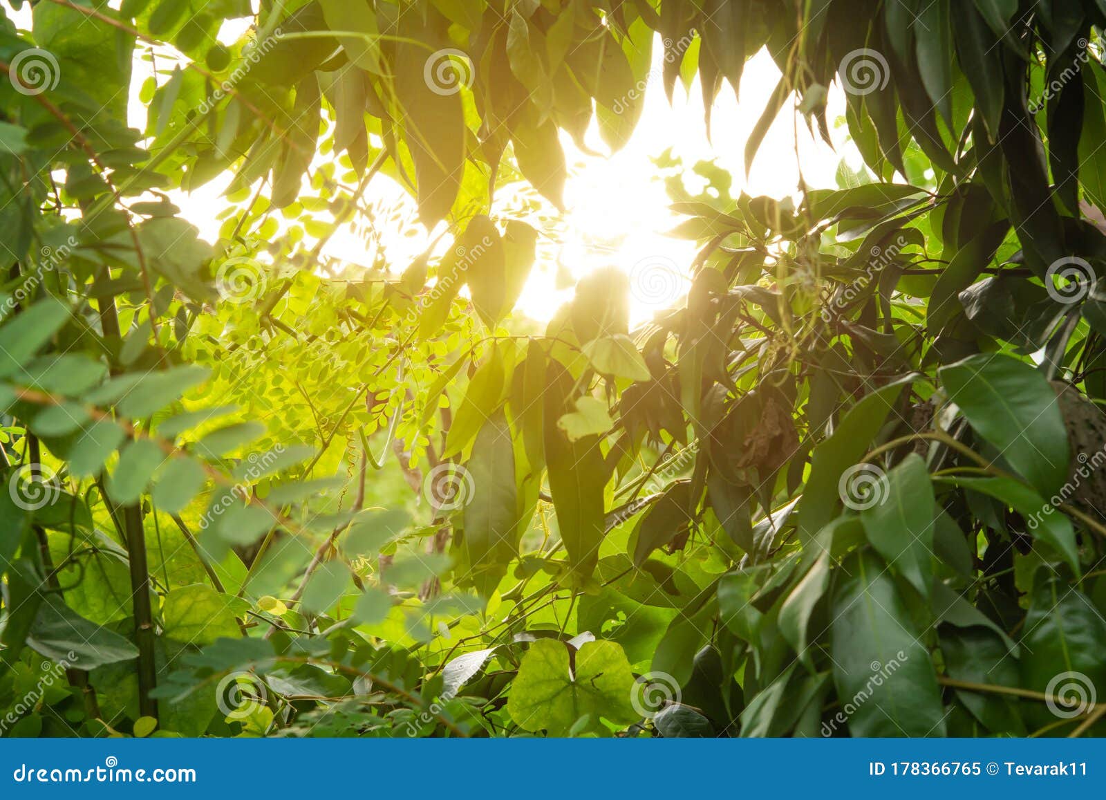 Sun Rays Scattered through Tree Branches and Green Leaf Stock Image ...