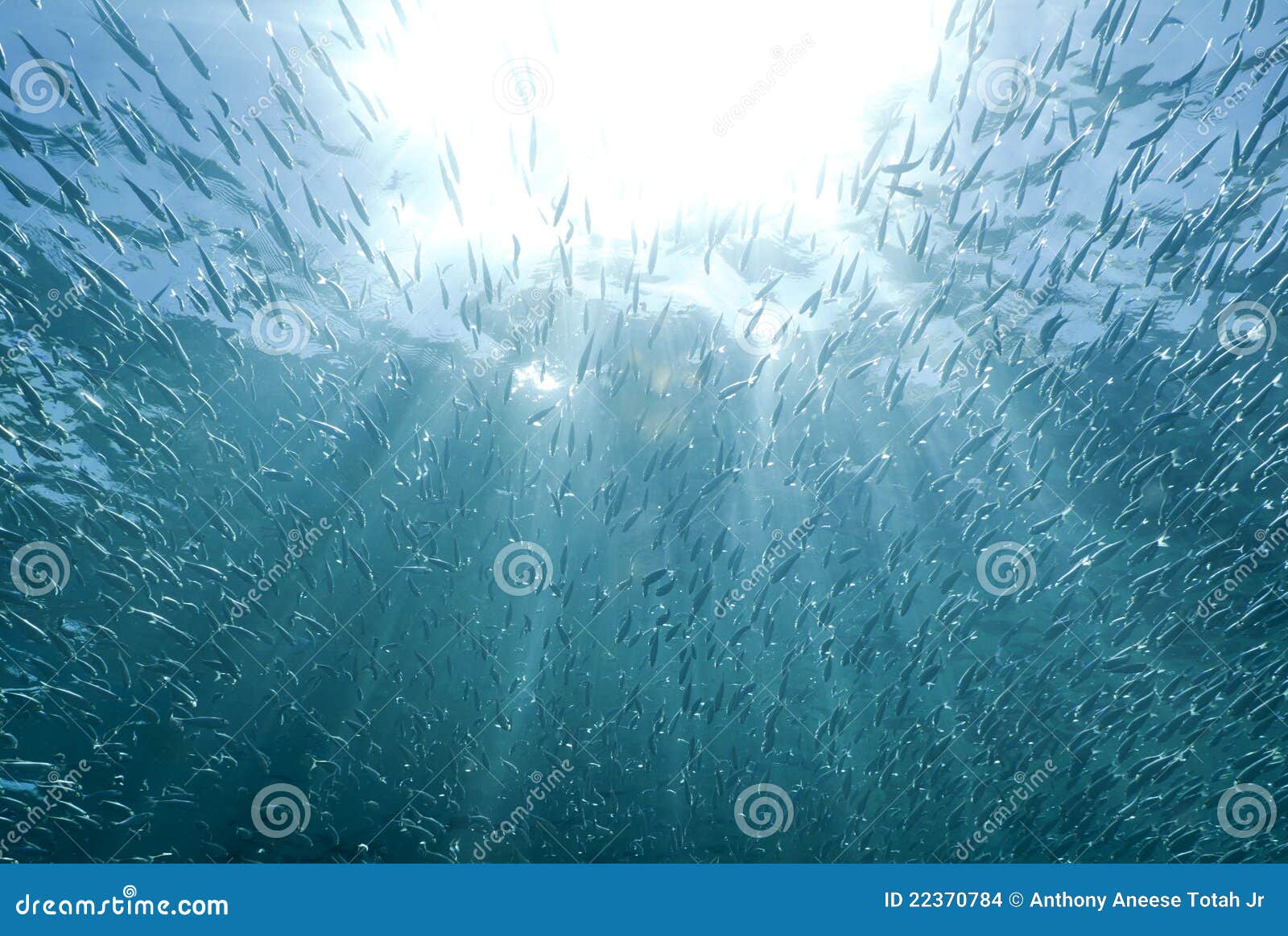 Sun Rays & School of Fish Stock Photo - Image of anchovy, fish: 22370784