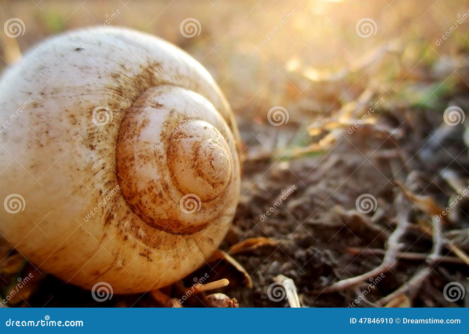 Sun rays on a shell. stock photo. Image of abstract, farmingground ...