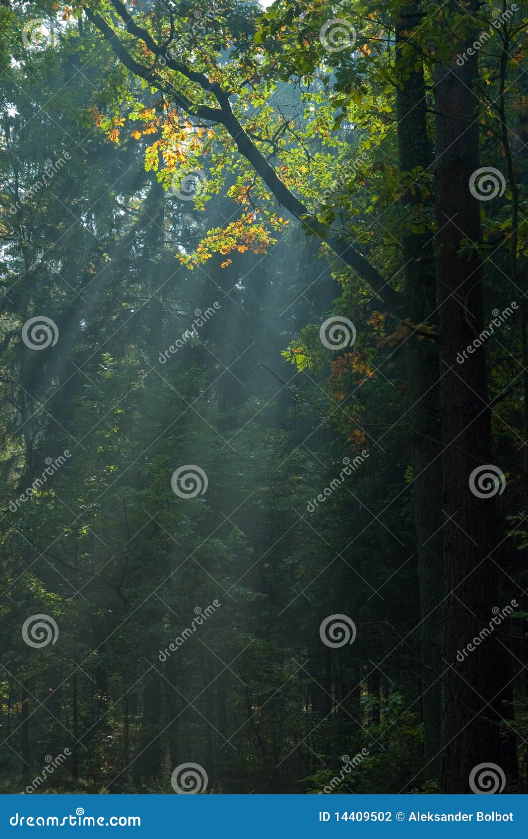 Sun Rays Shine through Branches Stock Photo - Image of landscape, beam ...