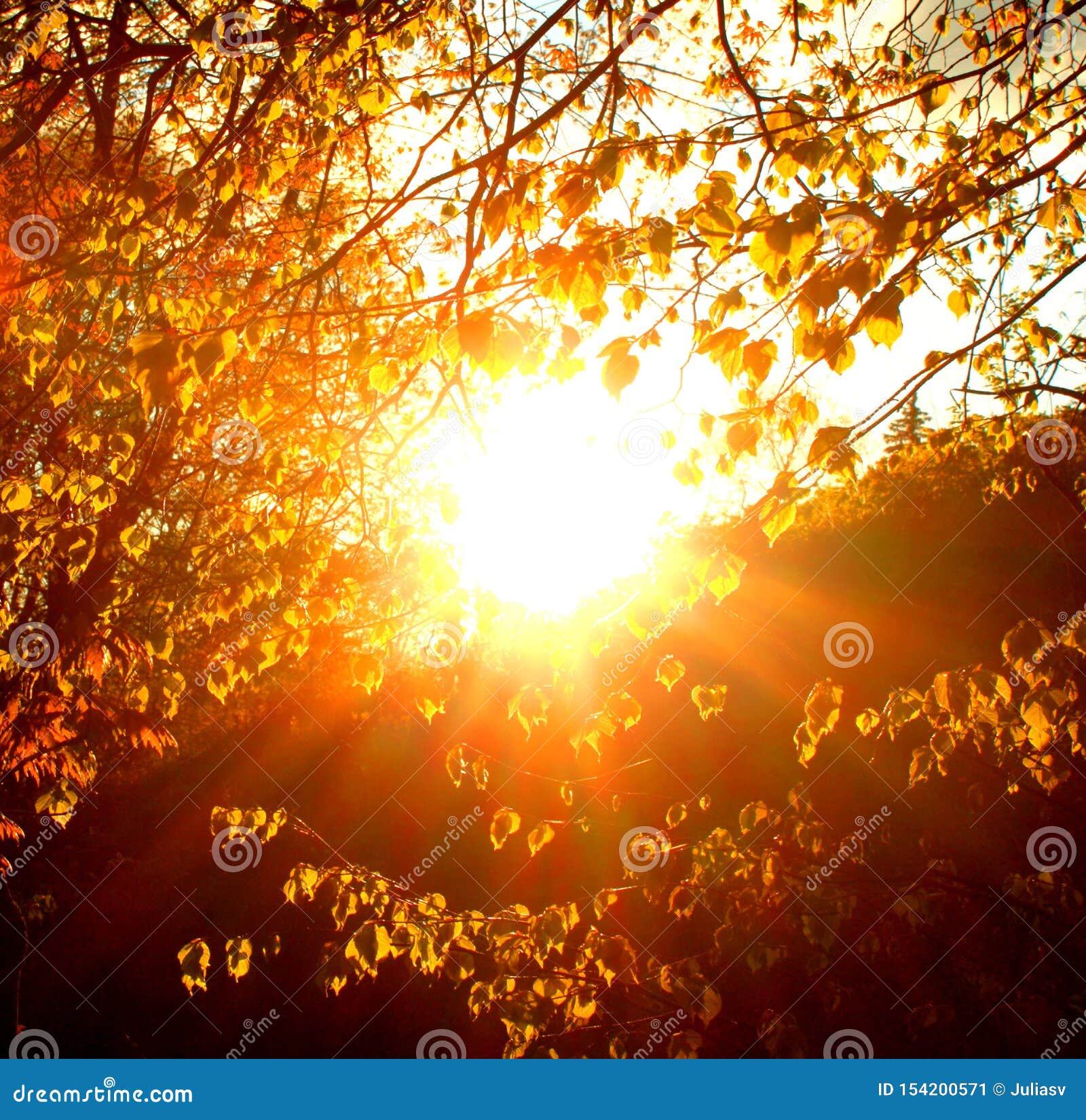 Sun Rays Shine through Foliage of Trees during Sunset in Fall Stock ...