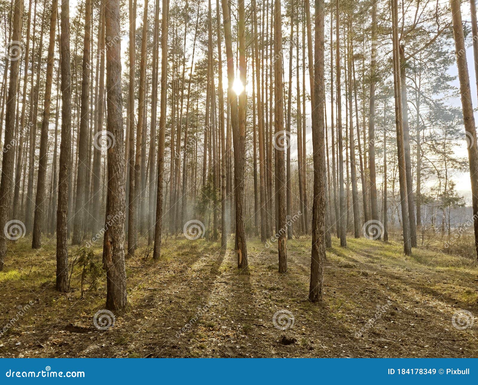 Sun Rays Shine through the Forest Stock Image - Image of rays, mobile ...