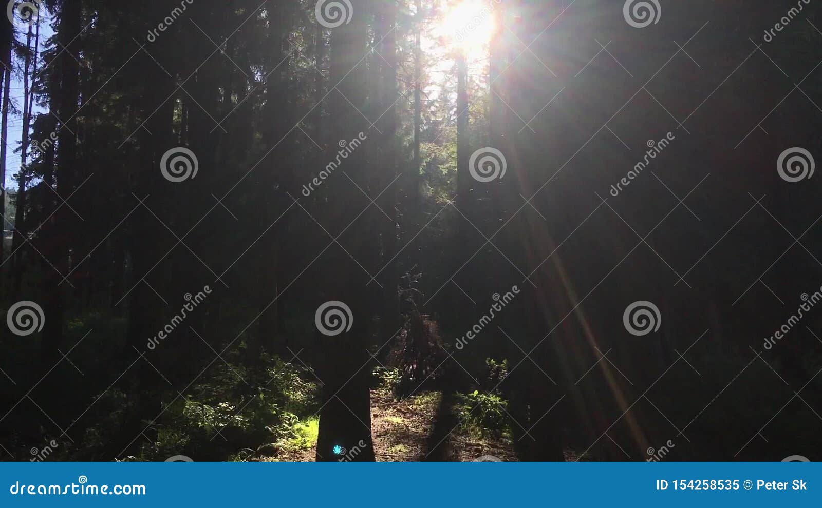Sun Rays Shine Throught the Trees in Deep Forest Stock Video - Video of ...