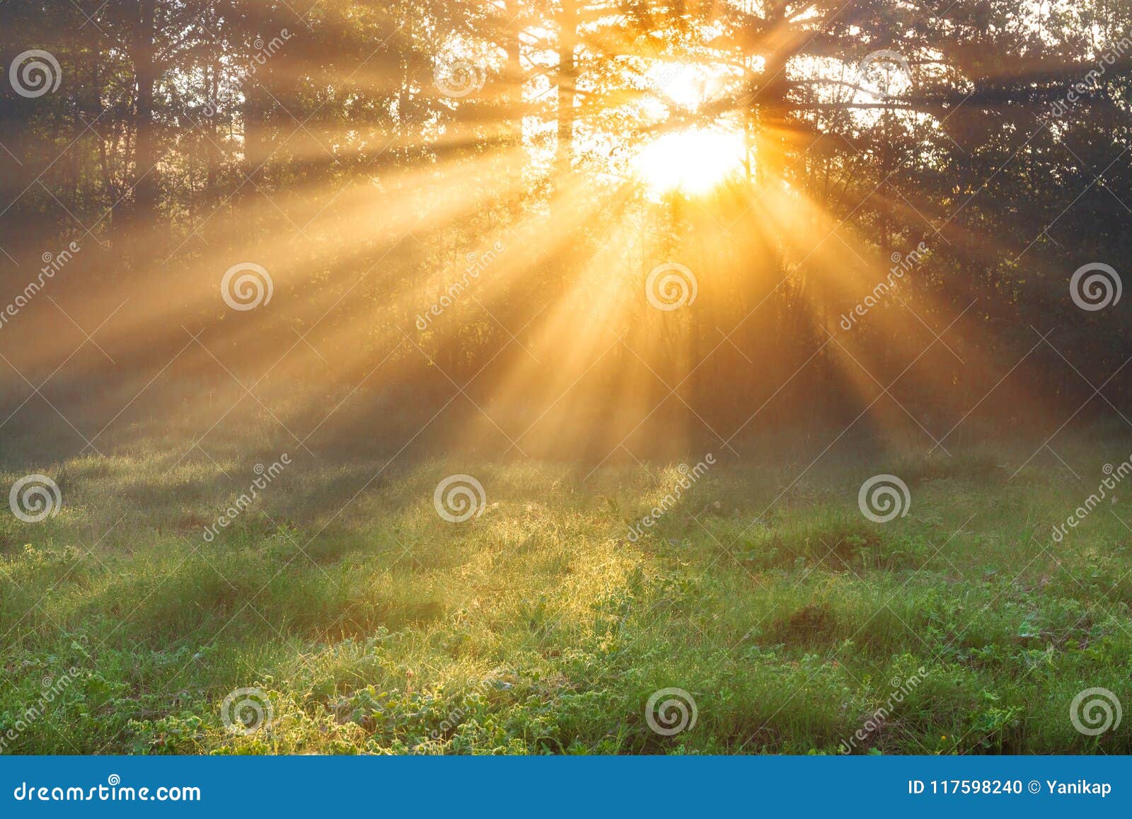 Sun Rays Shine through Trees Stock Photo - Image of foliage, green ...
