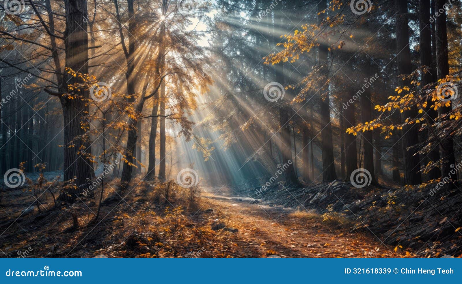 Sun Rays Shining through Autumn Forest Trees Stock Illustration ...