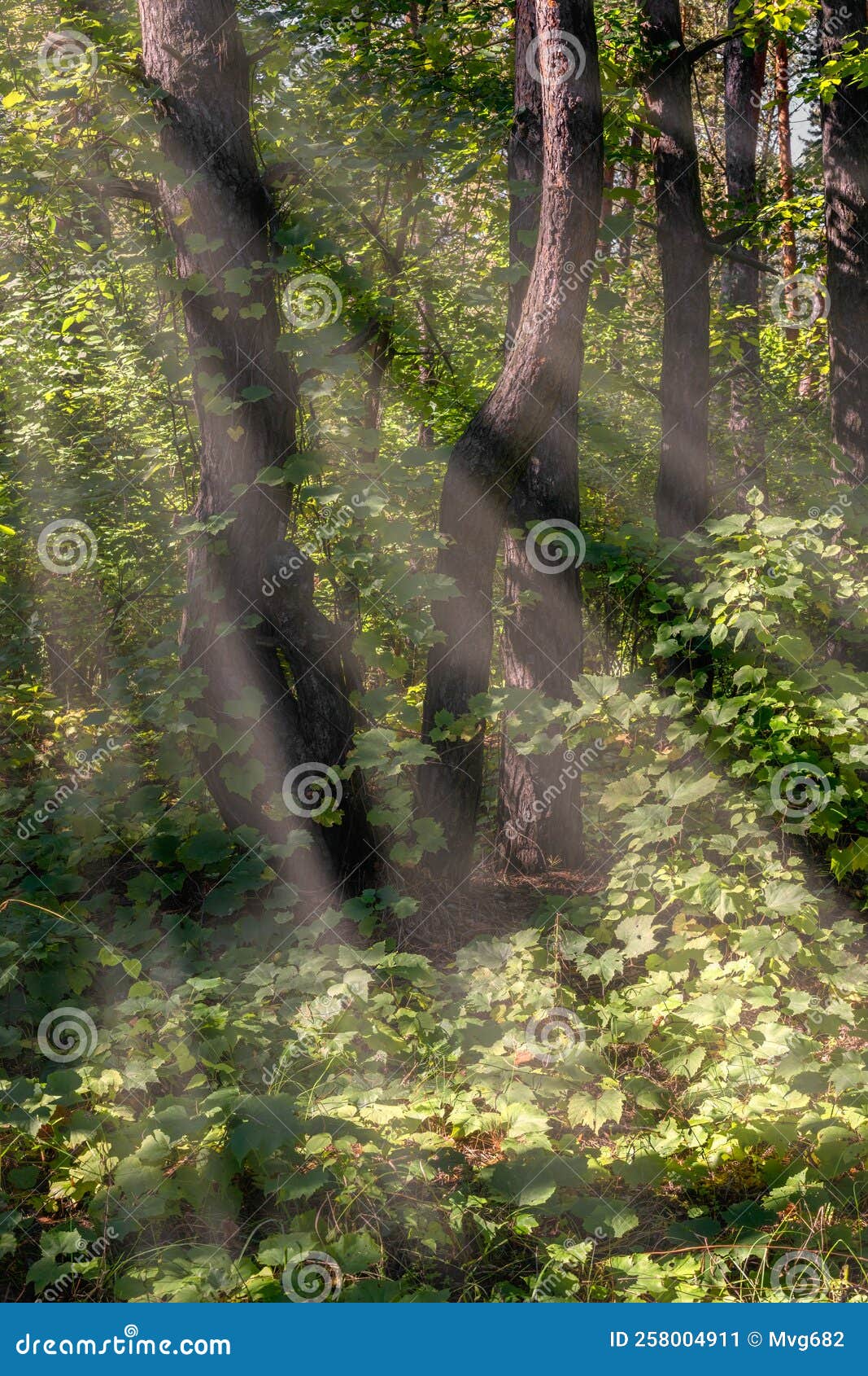Sun Rays Shining through Branches of Trees Stock Image - Image of sunny ...