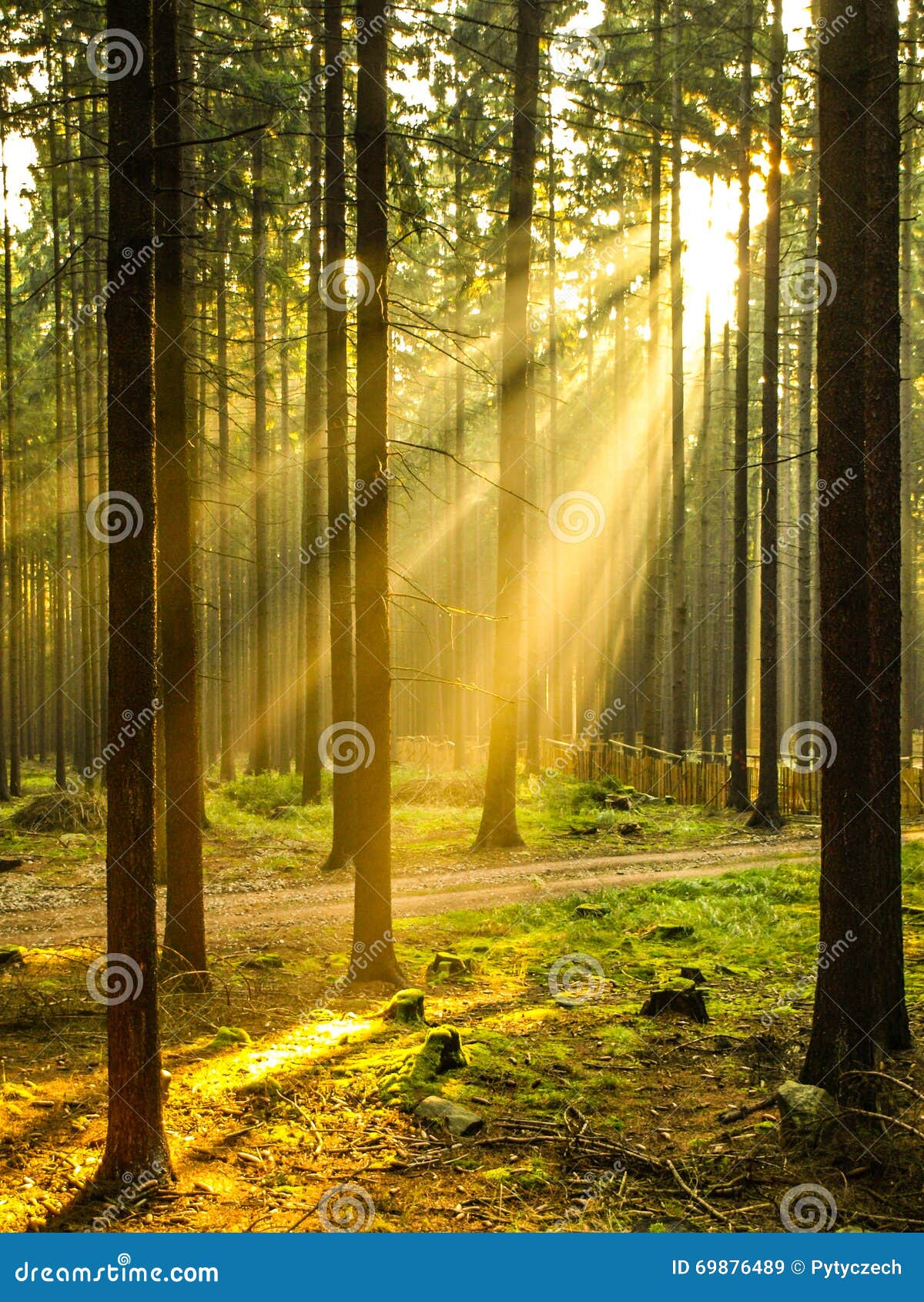 Sun Rays Shining through Forest Stock Image - Image of beautiful ...