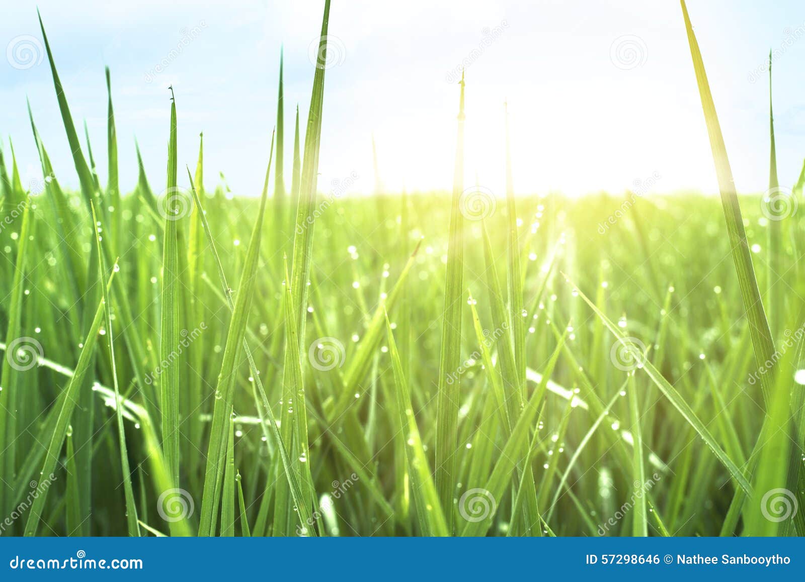 Sun Rays Shining through Grass Stock Photo - Image of nature, organic ...