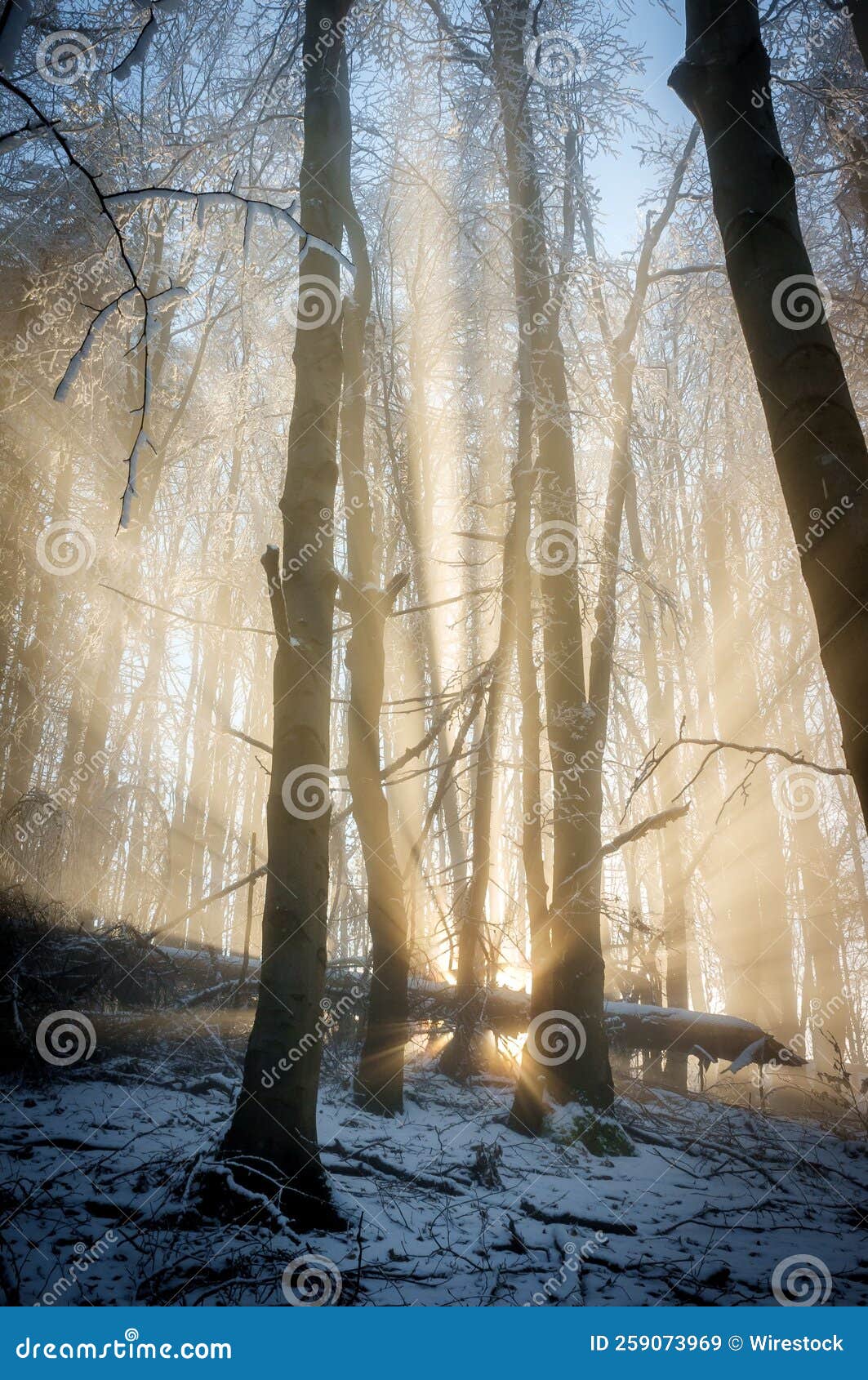 The Sun Rays Shining through Leafless Trees in a Forest in Mount ...