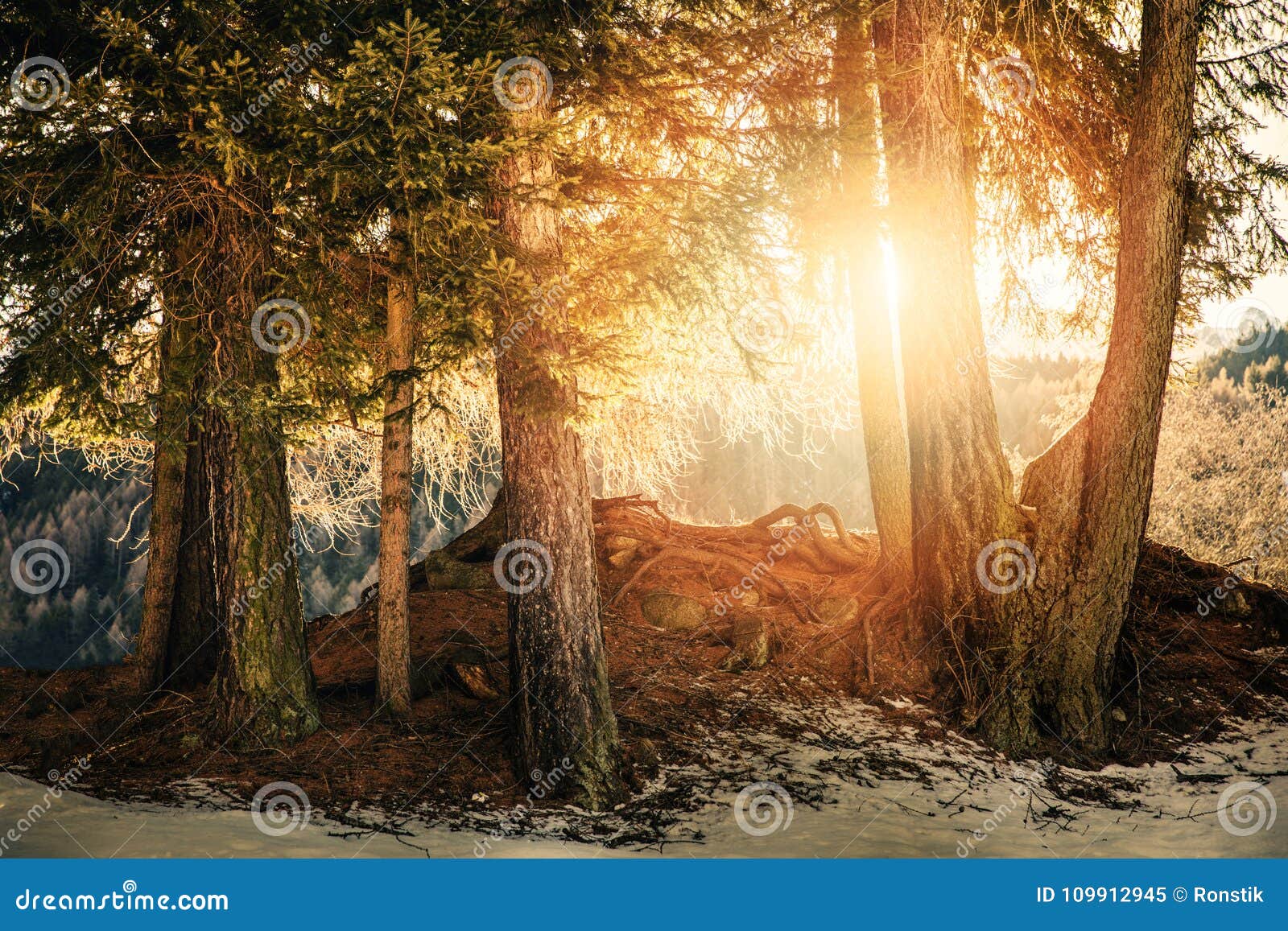 Sun Rays Shining through Tree Branches Stock Image - Image of sunset ...