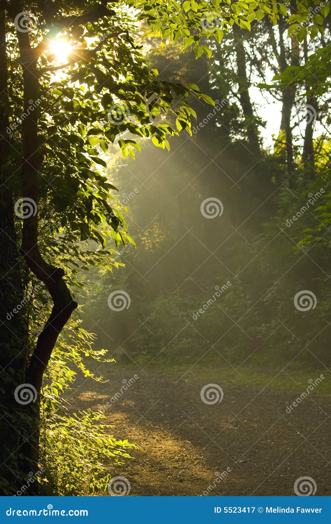 Sun Rays Shining through Trees Stock Image - Image of summer, trees ...