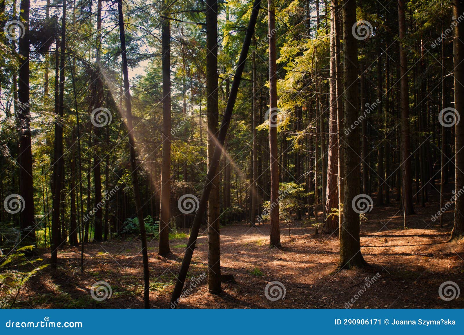 Sun Rays Shining through Trees in the Autumn Forest. Stock Image ...