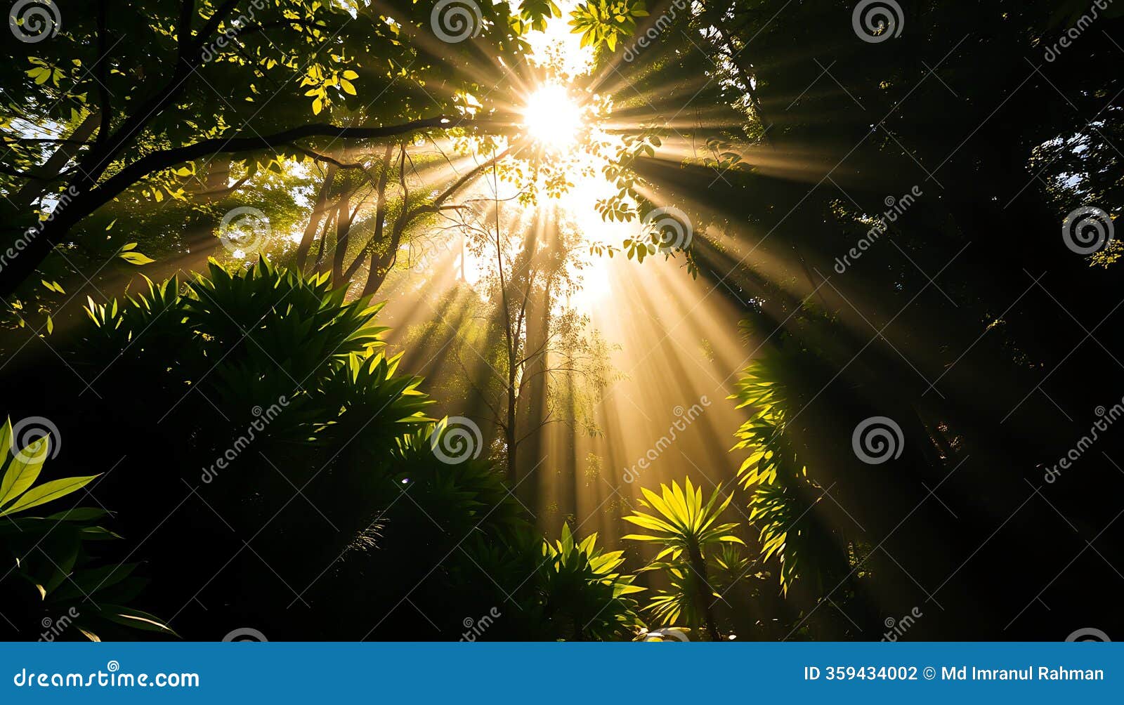 Sun Rays Shining through Trees in a Forest Generative AI Stock Photo ...