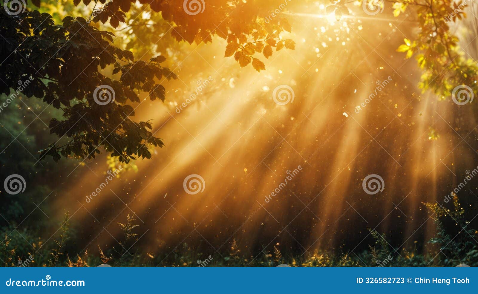 Sun Rays Shining through Trees in a Forest with Particles in the Air ...