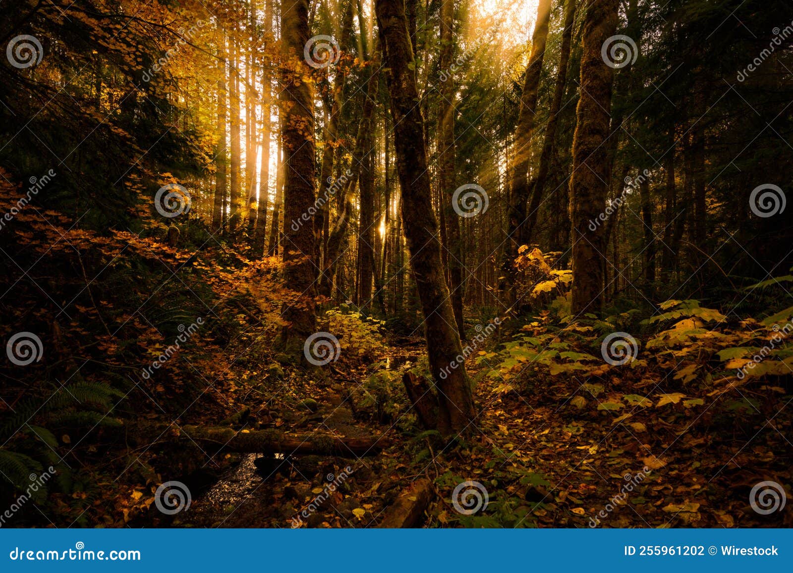 Sun Rays Shining through the Trees in the Forest Stock Photo - Image of ...