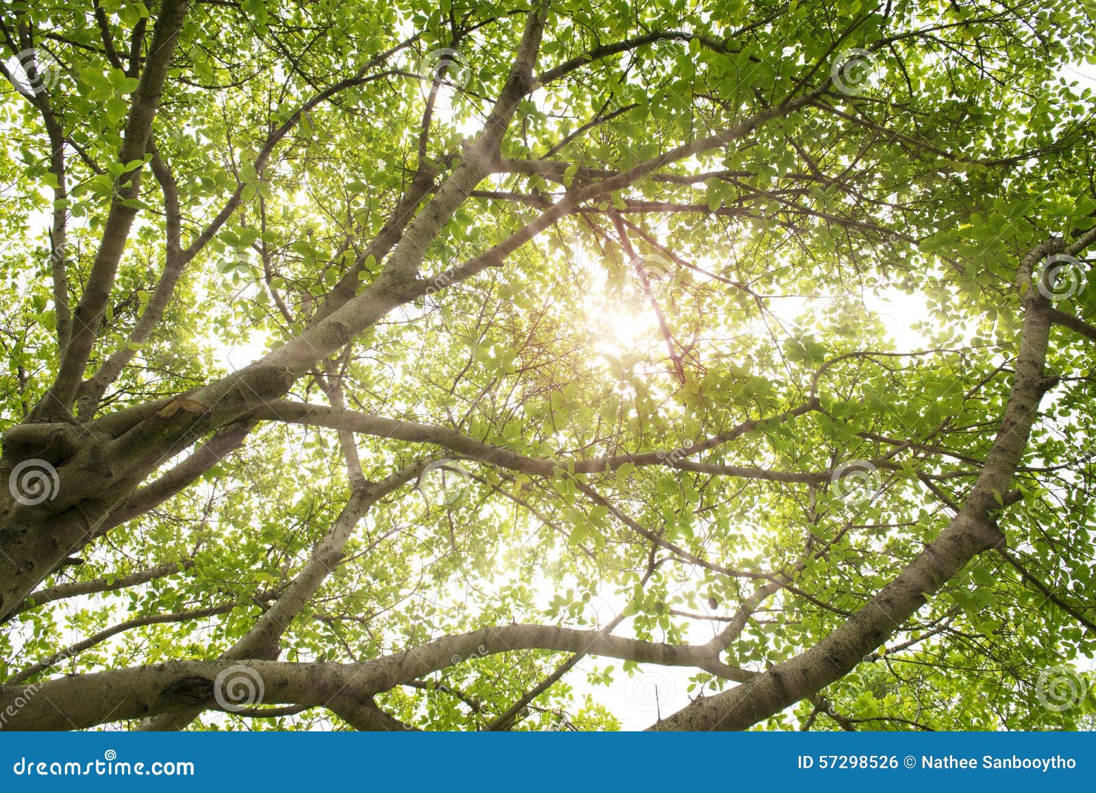 Sun Rays Shining through Trees Stock Photo - Image of color, meditation ...