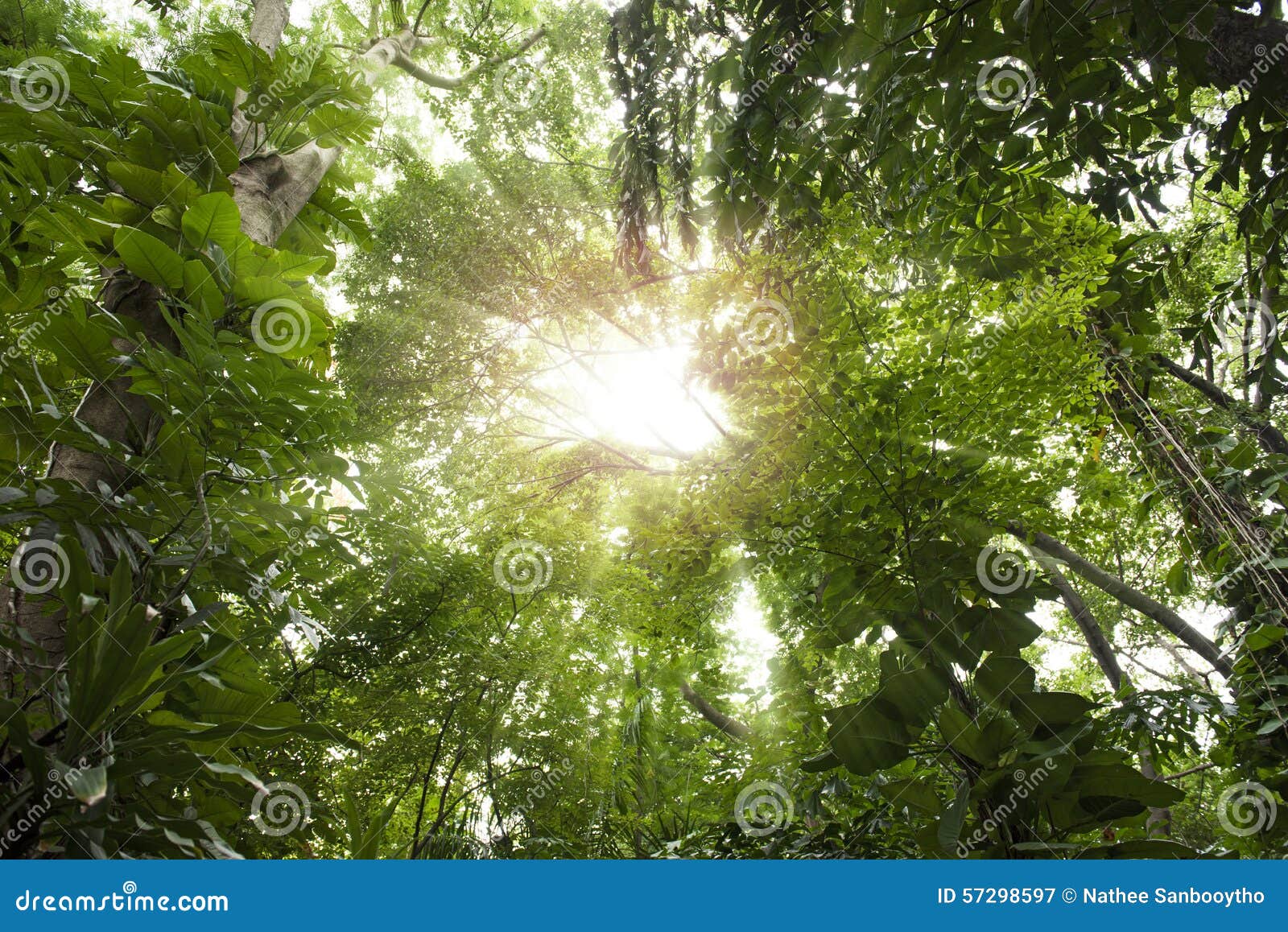 Sun Rays Shining through Trees Stock Image - Image of beauty, landscape ...