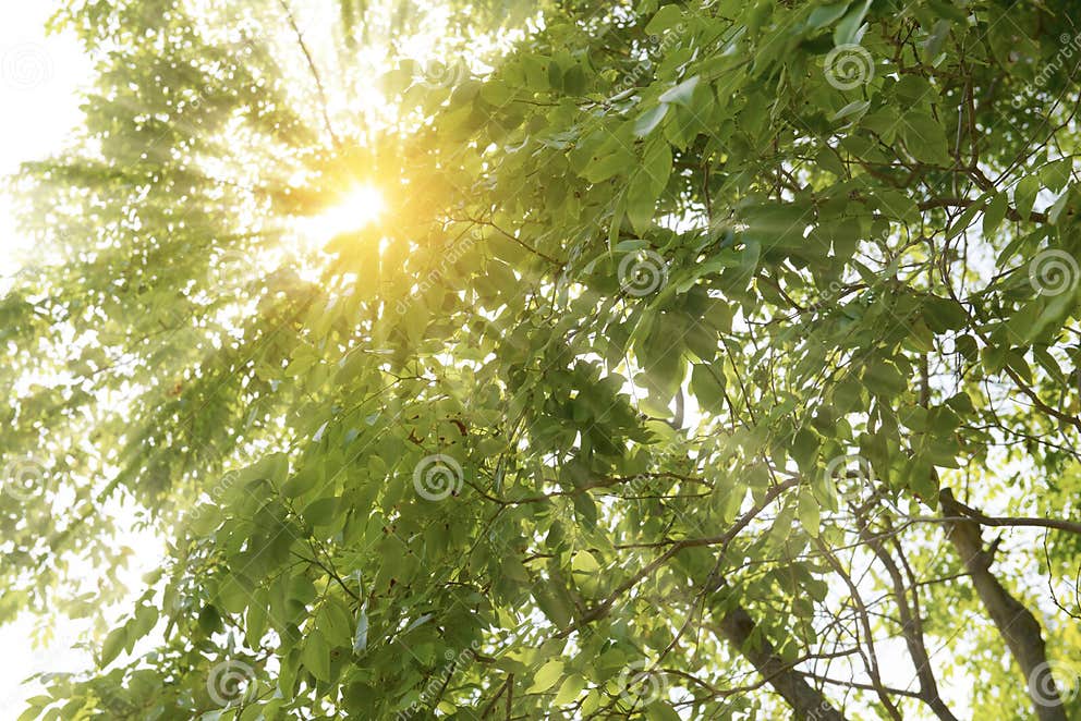 Sun Rays Shining through Trees Stock Image - Image of foggy, beautiful ...