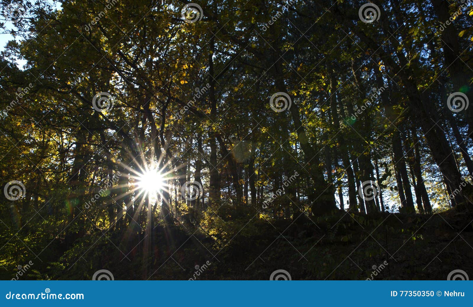 Sun Rays Shining through Trees ,nature Stock Photo - Image of sunset ...