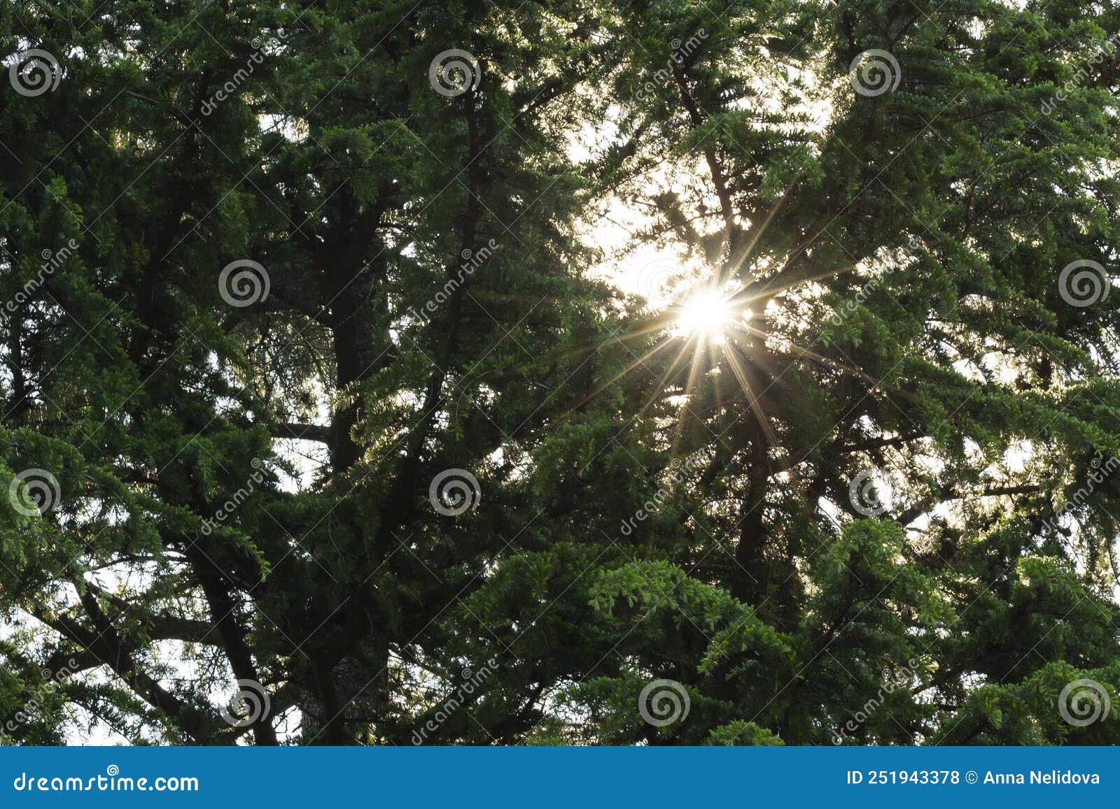 Sun Rays Shining through Trees , Nature Background Stock Photo - Image ...