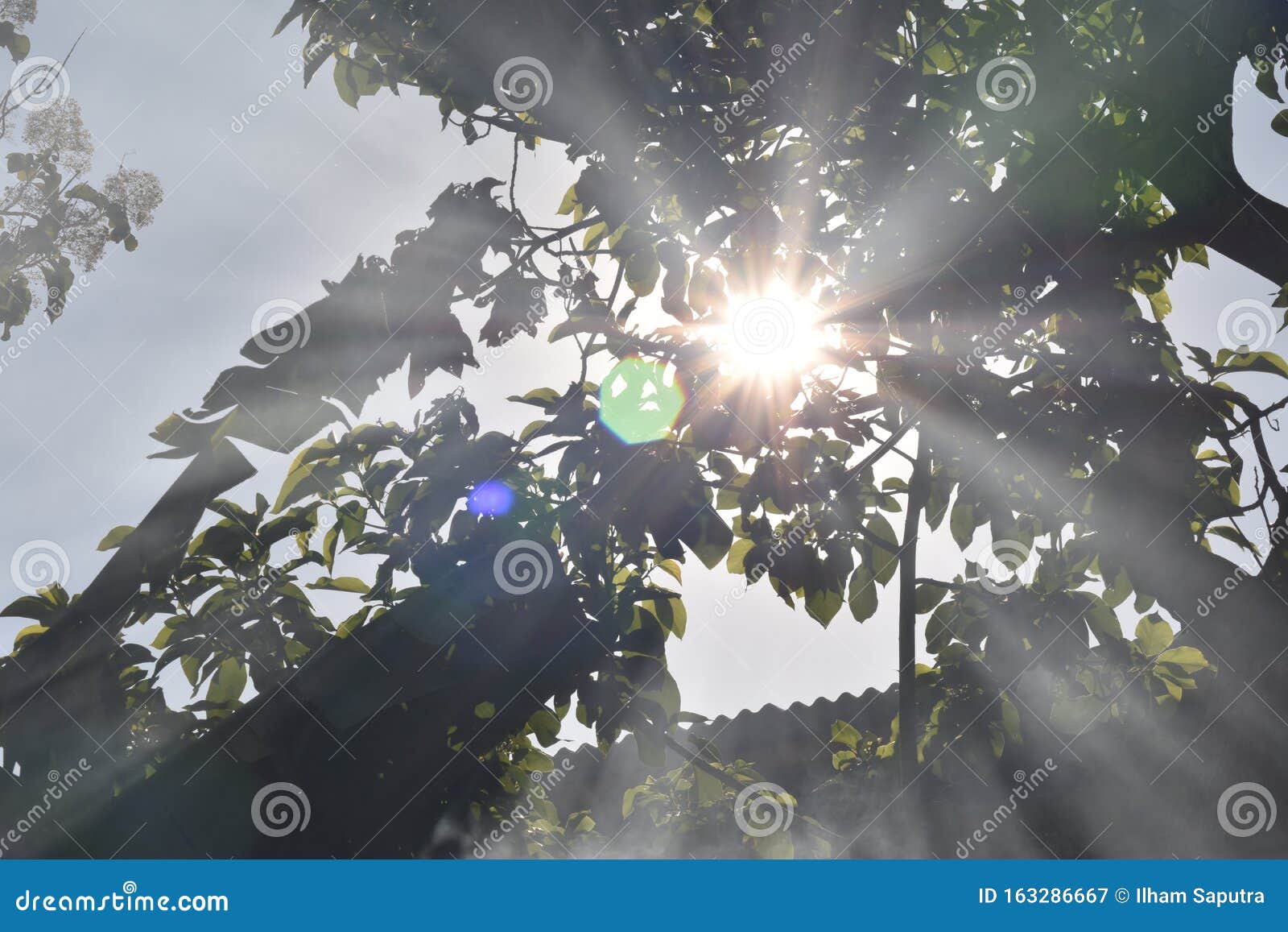 Sun Rays Shining through Trees, Nature Background Stock Image - Image ...