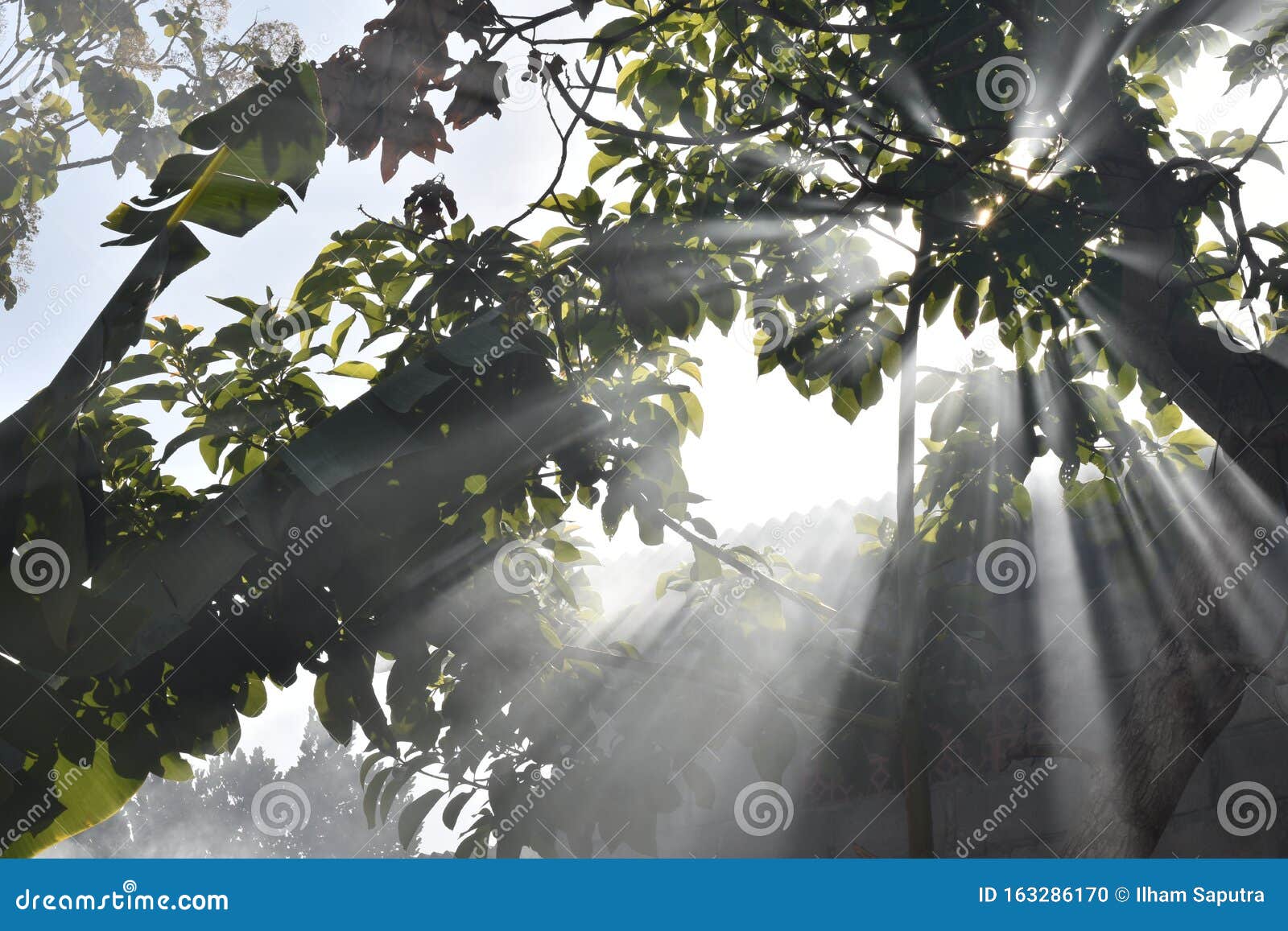 Sun Rays Shining through Trees, Nature Background Stock Photo - Image ...