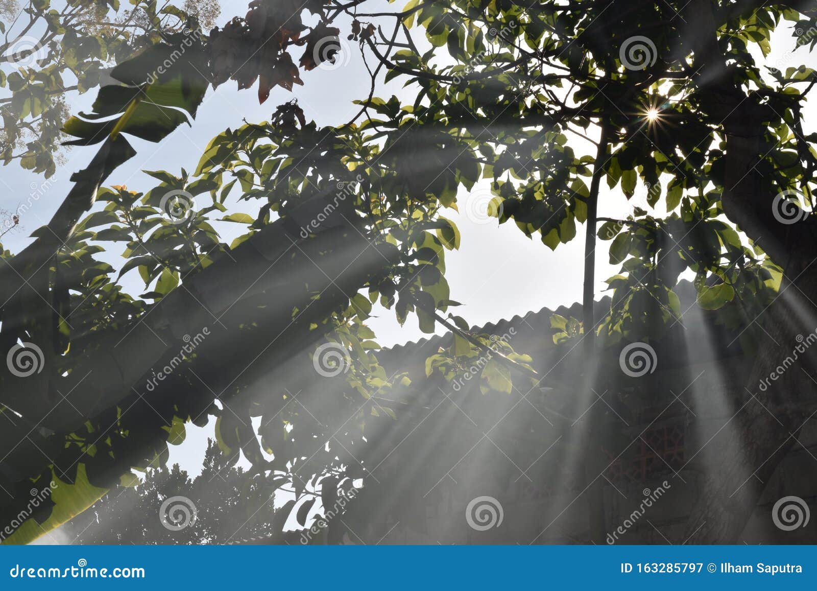 Sun Rays Shining through Trees, Nature Background Stock Image - Image ...