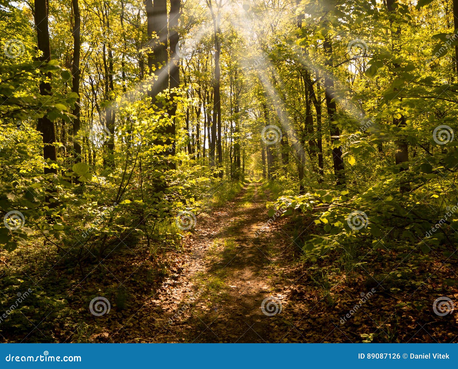 Sun Rays Shining through the Trees Stock Photo - Image of beauty ...