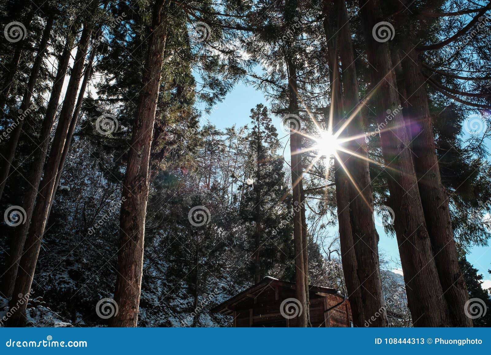 Sun Rays Shining through the Trees Stock Image - Image of dawn, scenery ...