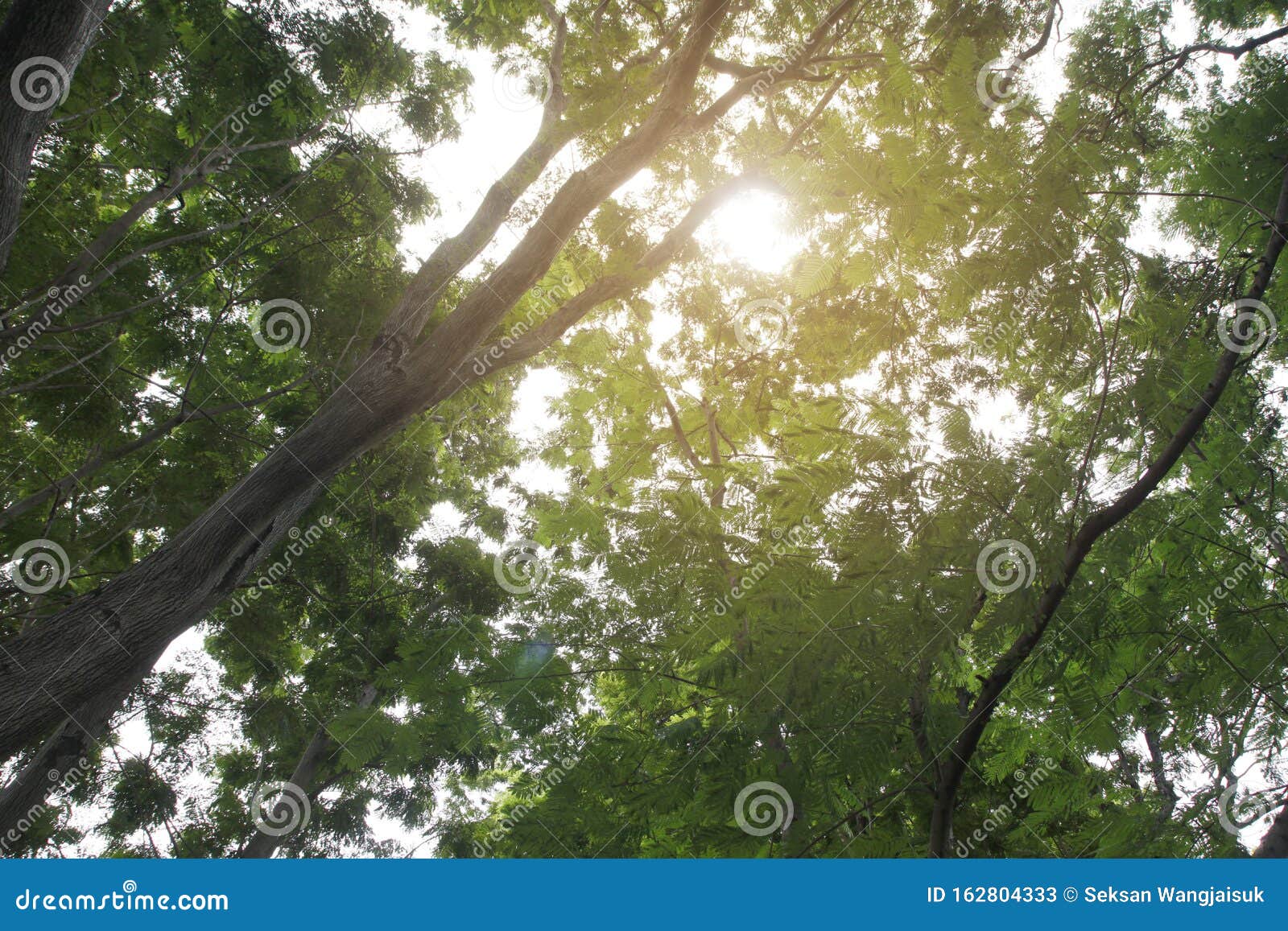 Sun Rays Shining through Trees Stock Image - Image of meadow, leaf ...