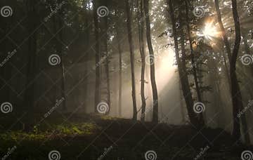 Sun Rays Shining Trough Fog in a Forest Stock Image - Image of forest ...