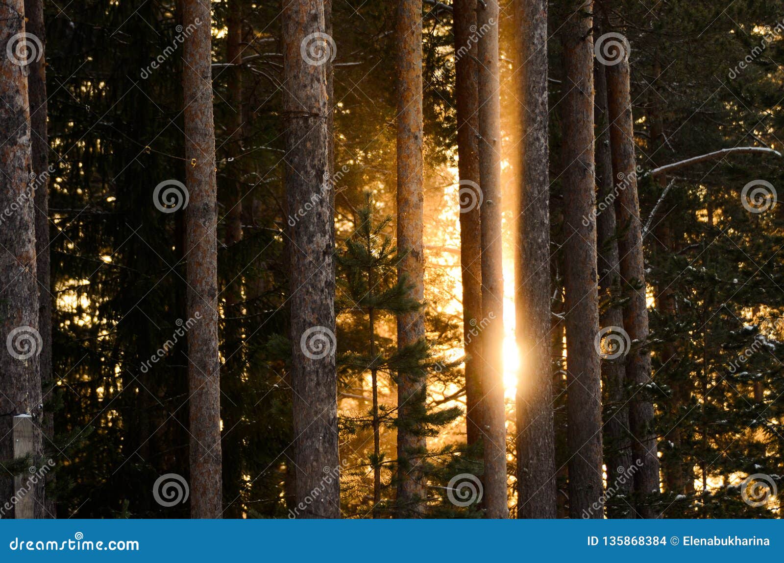Sun Rays Shining in Trough the Pine Trees in Winter Forest Stock Photo ...