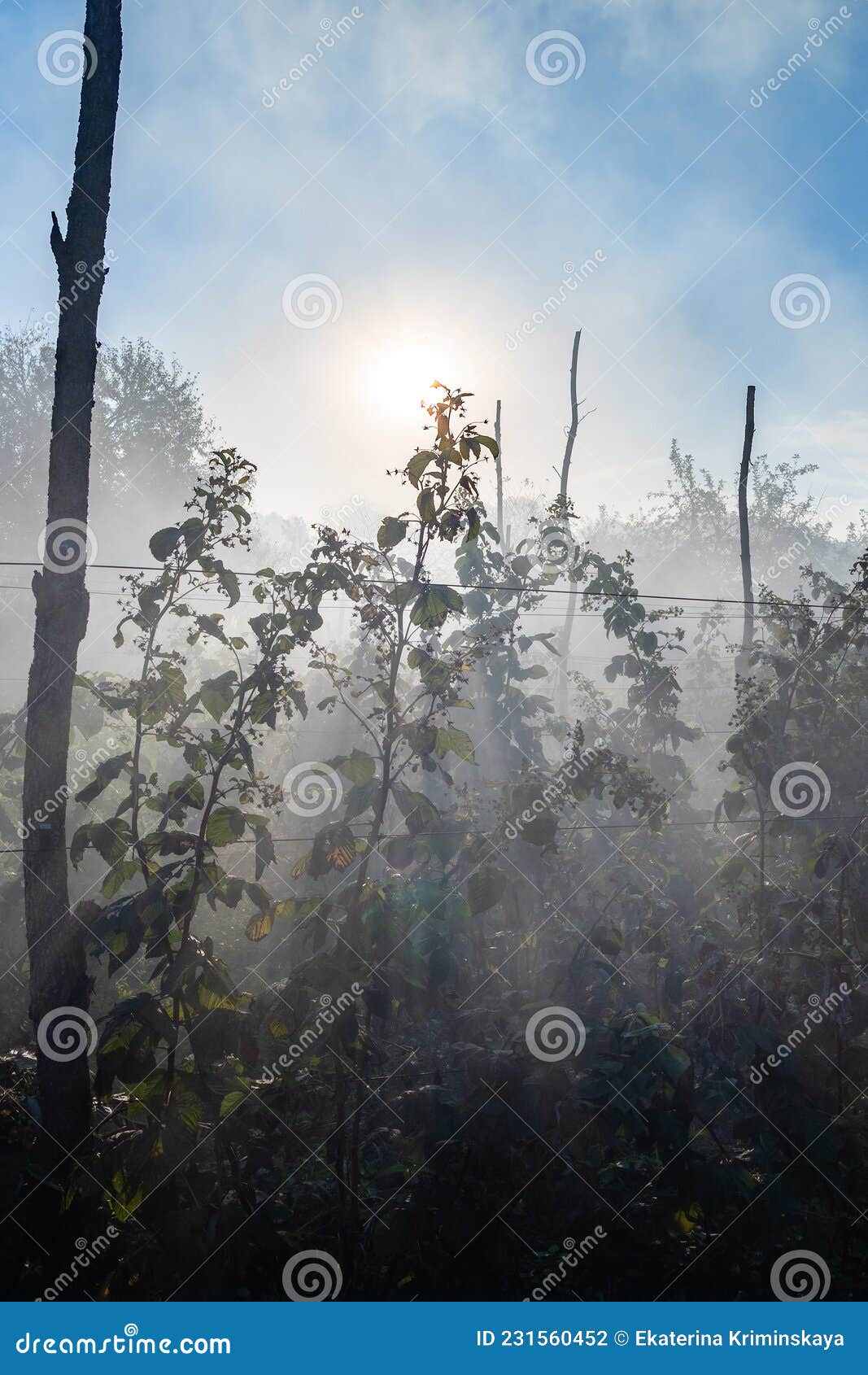 Sun Rays in Smoke Over Raspberry Bushes in Garden Stock Photo - Image ...