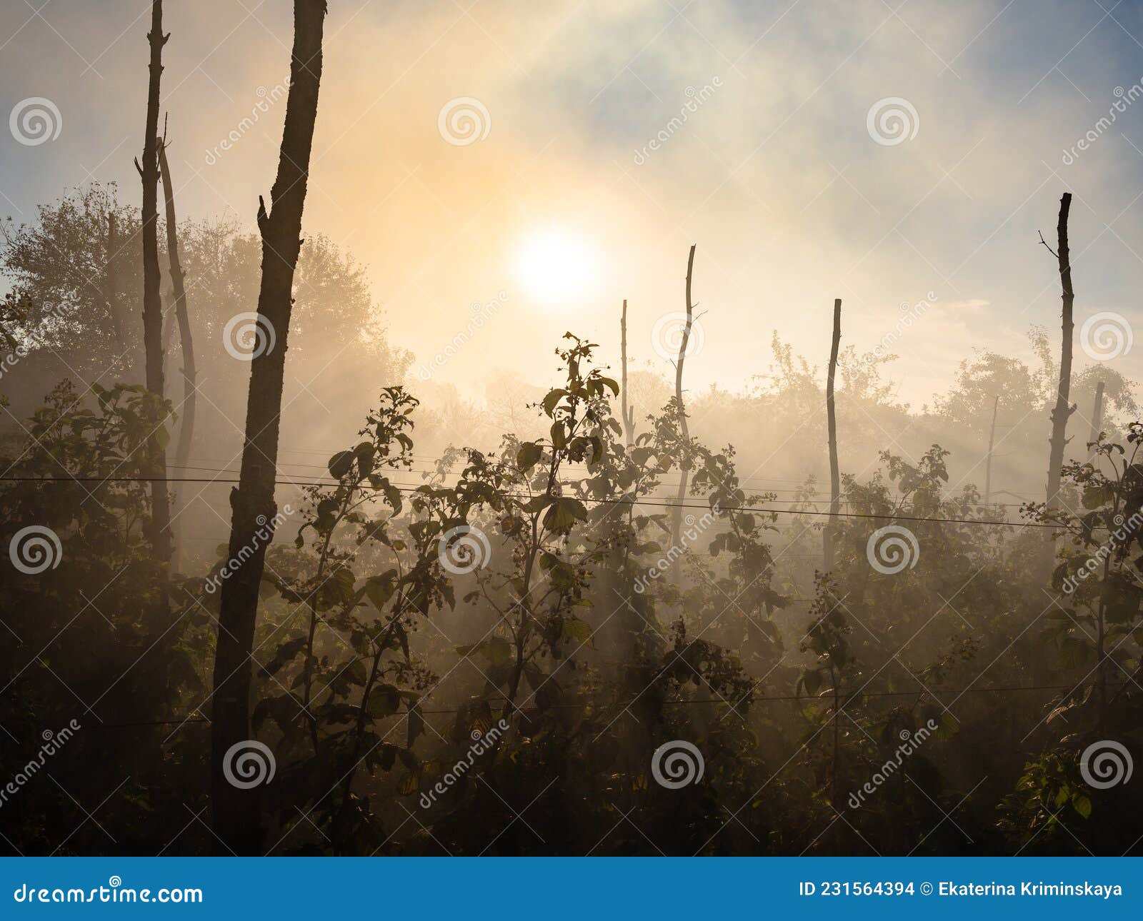 Sun Rays in Smoke Over Raspberry Plantation Stock Photo - Image of ...
