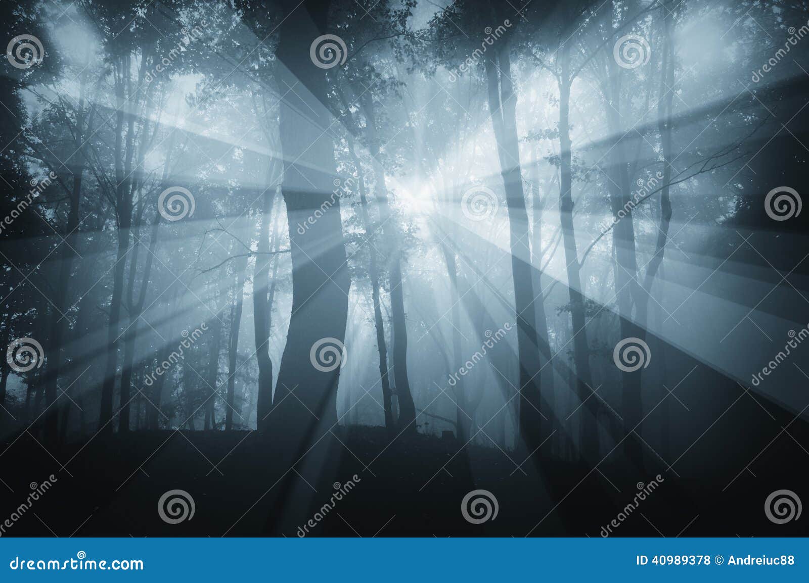Sun Rays in Spooky Forest with Blue Fog Stock Photo - Image of nature ...