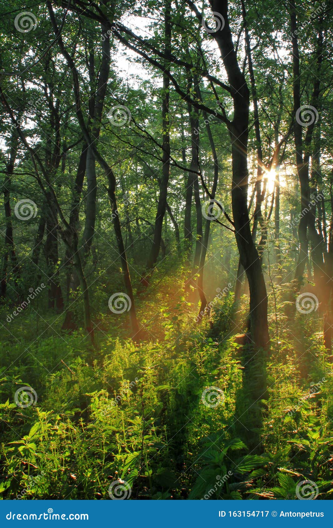 Sun rays in spring forest stock image. Image of spring - 163154717
