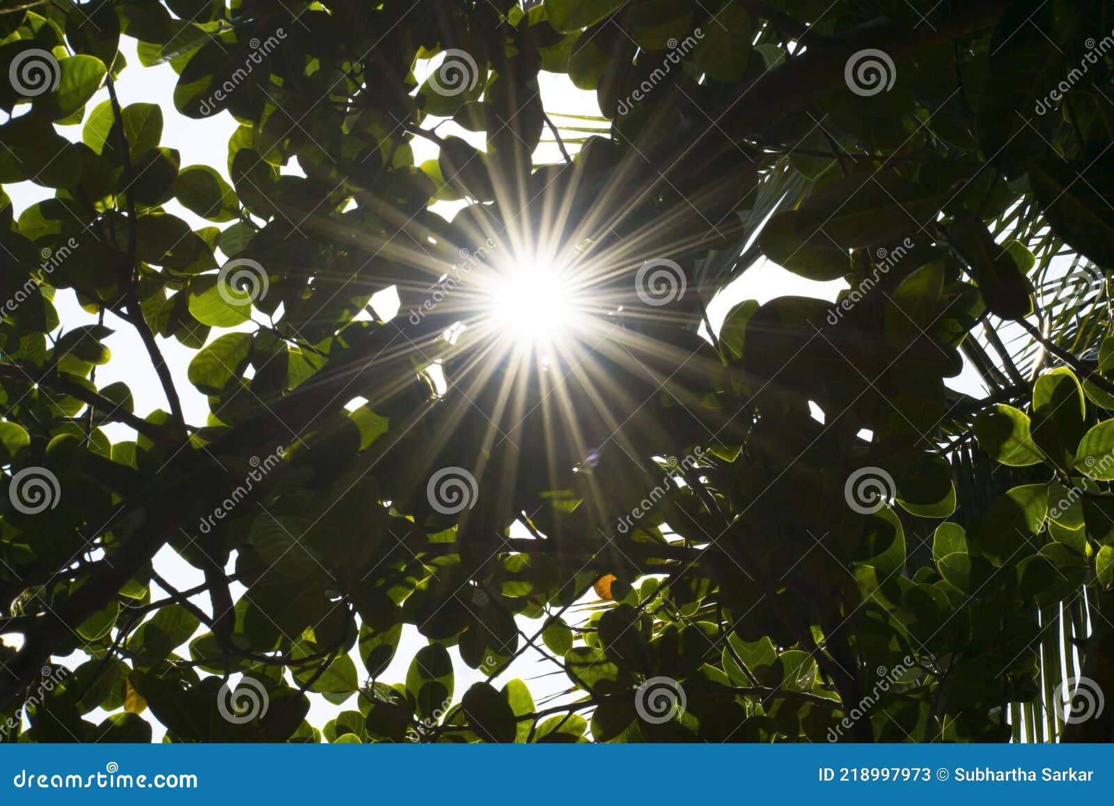 Sun Rays in Star Shape from the Gap of the Leaves of Trees Stock Image ...