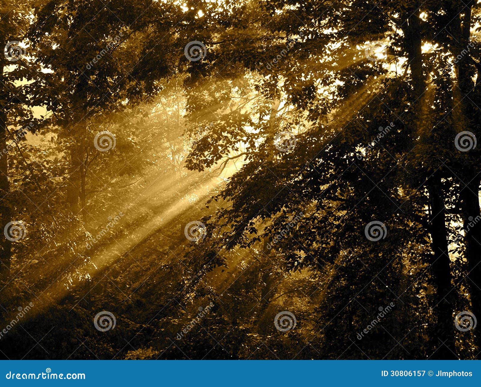 Sun Rays Streaming through the Forest after Rain Stock Image - Image of ...