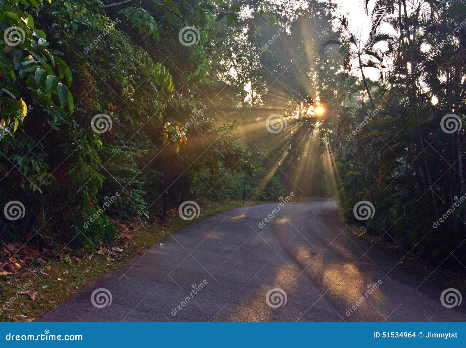 Sun Rays Streaming through Rainforest Trees Stock Photo - Image of ...